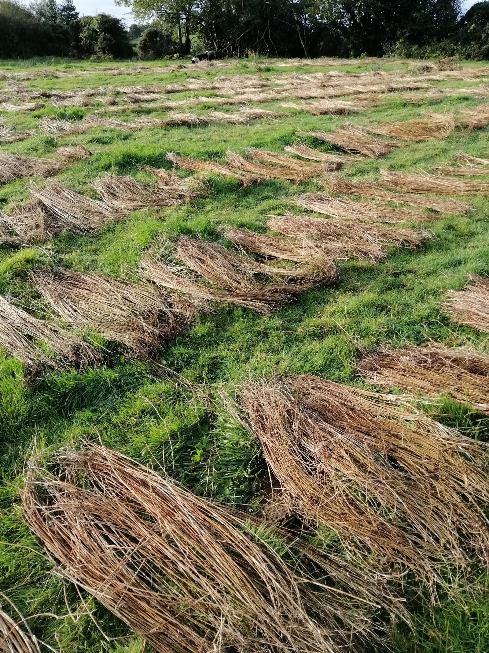 Upcycling a cheese vat for a circular, regenerative textile system ...